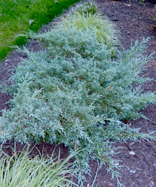 Juniperus chinensis – Pépinière Jasmin