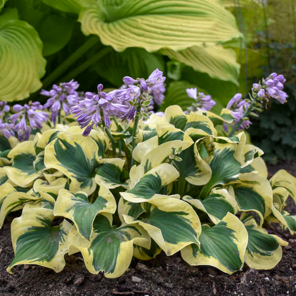 Hosta ‘Mini Skirt’ – Pépinière Jasmin