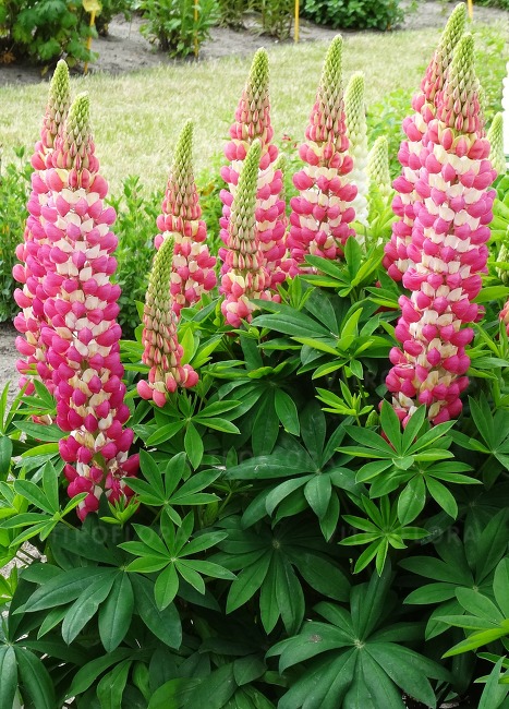 HOSTA VIRGINIA REEL – Jardin Jasmin