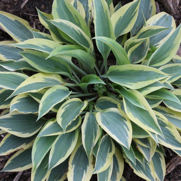 Hosta ‘Virginia Reel’ – Pépinière Jasmin