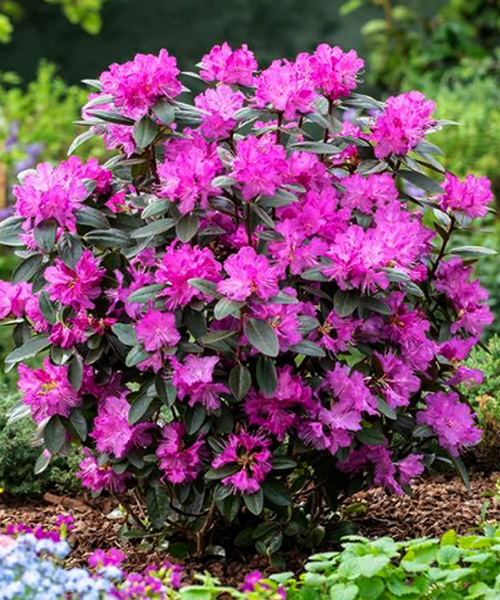 Rhododendron – Pépinière Jasmin