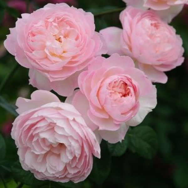 Rosa ‘Gentle Hermione’ – Pépinière Jasmin