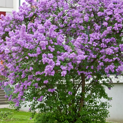 Hydrangea macrophylla – Pépinière Jasmin
