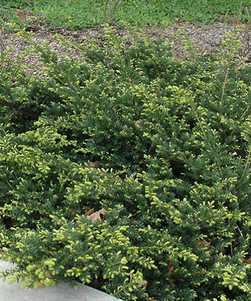 Taxus x media – Pépinière Jasmin