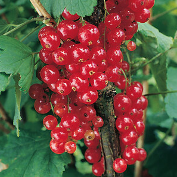 Ribes rubrum ‘Cherry Red’ – Pépinière Jasmin