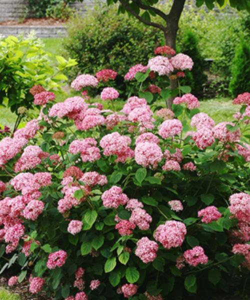 Hydrangea arborescens – Pépinière Jasmin