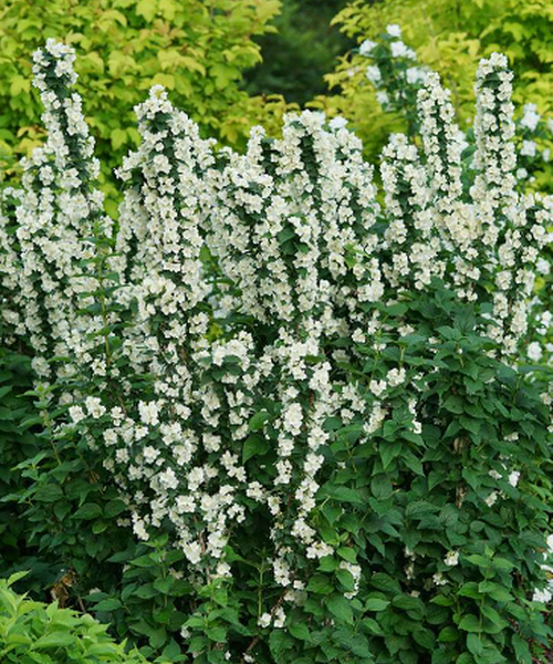 Philadelphus – Pépinière Jasmin