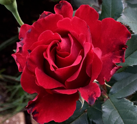 Rosa ‘Dancing in the Dark’ – Pépinière Jasmin