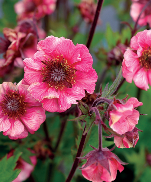 Geum – Pépinière Jasmin