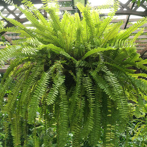 Nephrolepis exaltata ‘Boston’ – Pépinière Jasmin