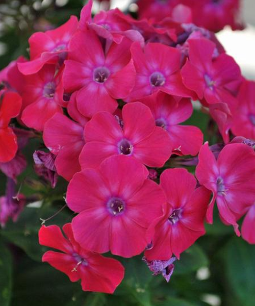 Phlox paniculata – Pépinière Jasmin