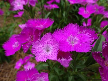 DIANTHUS ROCKIN’ PINK MAGIC – Jardin Jasmin