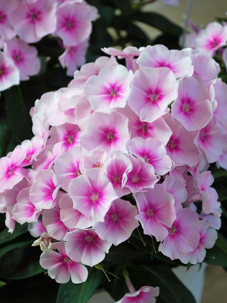 PHLOX PANICULATA FLAME PRO CERISE – Jardin Jasmin