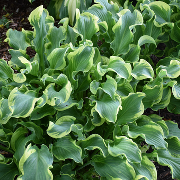 Hosta ‘Wheee’ – Pépinière Jasmin