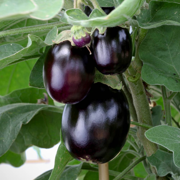 Eggplant — Patio Baby – Pépinière Jasmin