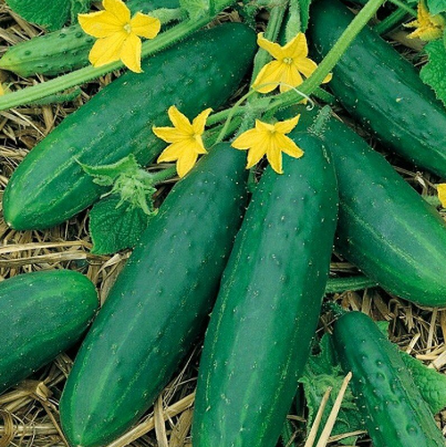 English cucumber bio – Pépinière Jasmin