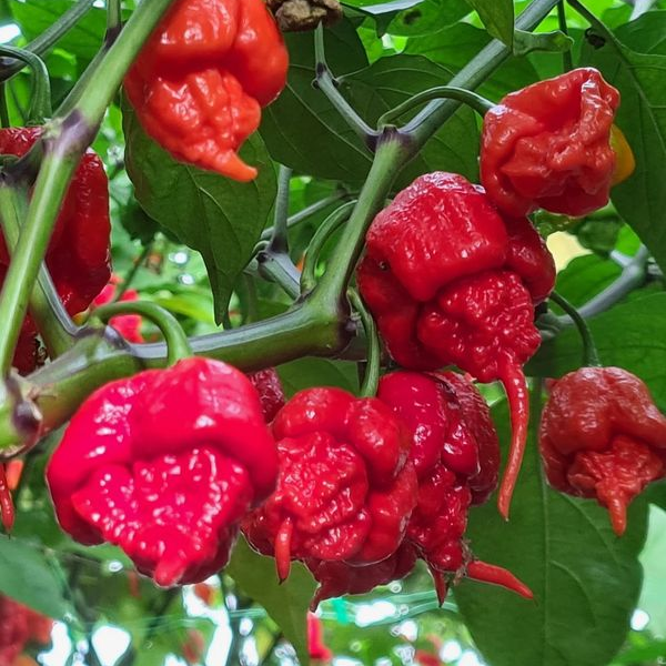 Carolina Reaper Pepper How Hot Is It - Infoupdate.org