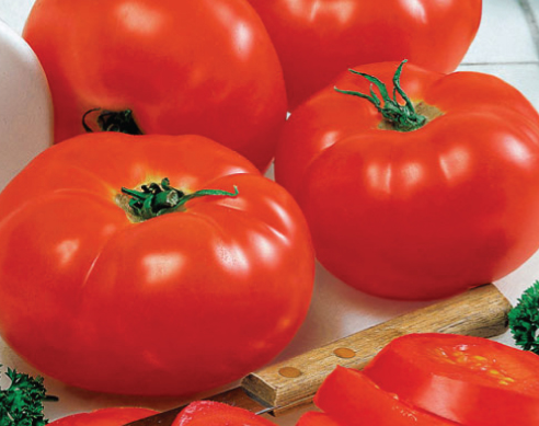 Tomato ‘Big Beef’ – Pépinière Jasmin