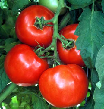 celebrity tomato – Pépinière Jasmin