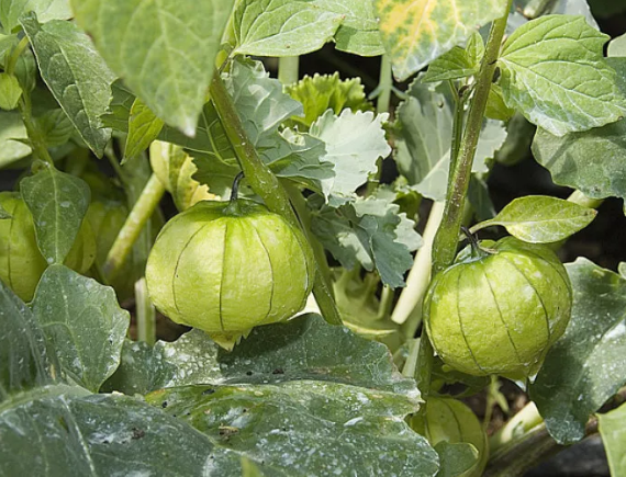 red robin cherry tomato – Pépinière Jasmin