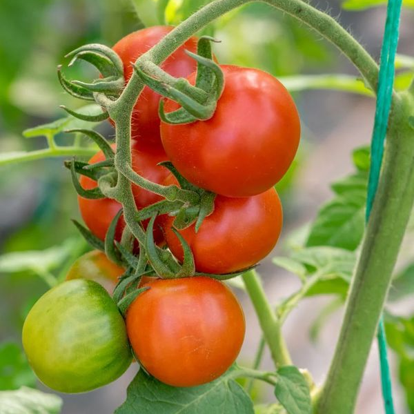 Cherry Tomato — Chadwick or Camp Joy – Pépinière Jasmin