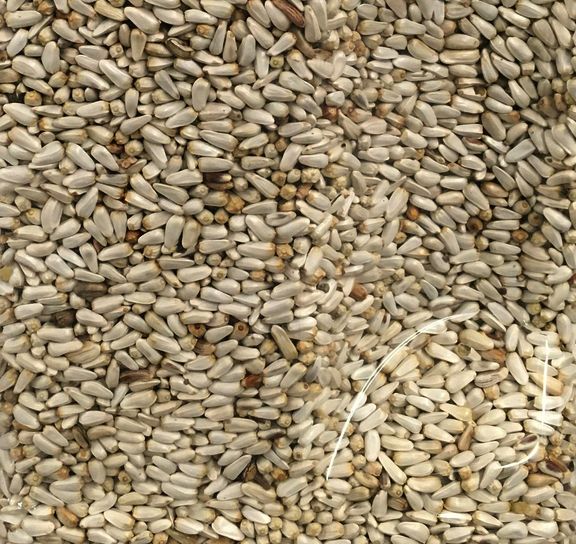 Graine de Carthame – Jardin Jasmin