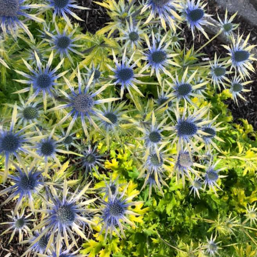Echinops ritro – Pépinière Jasmin