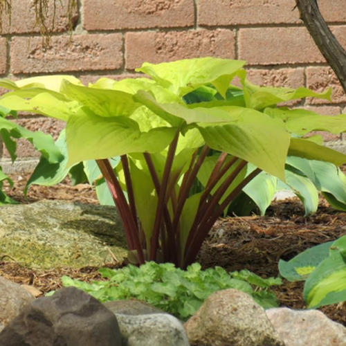 Hosta ‘Etched Glass’ – Pépinière Jasmin
