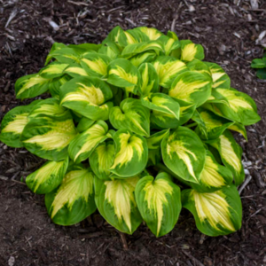 Hosta ‘Designer Genes’ – Pépinière Jasmin