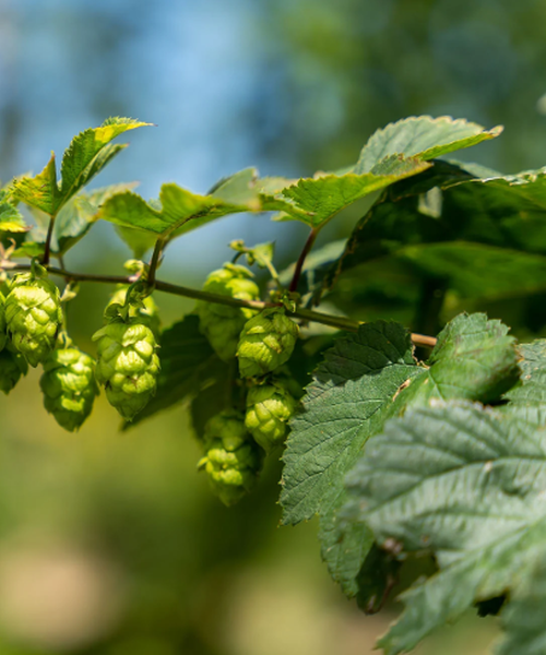 Humulus lupulus – Pépinière Jasmin
