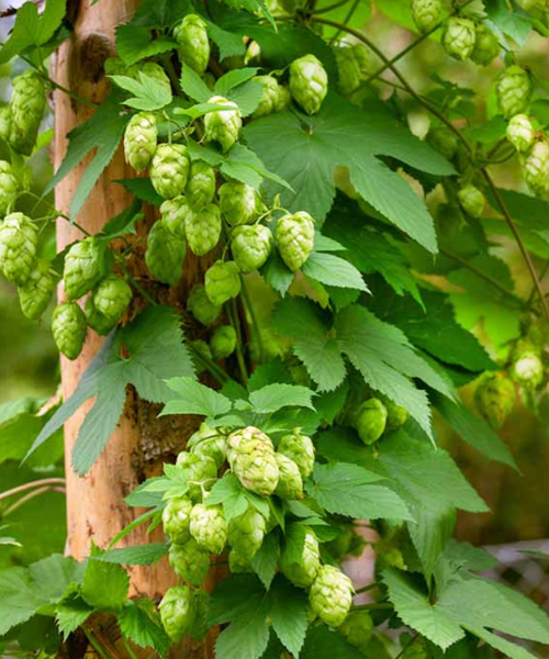 Humulus lupulus – Pépinière Jasmin