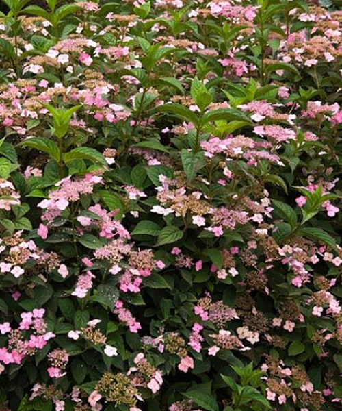 Hydrangea serrata – Pépinière Jasmin