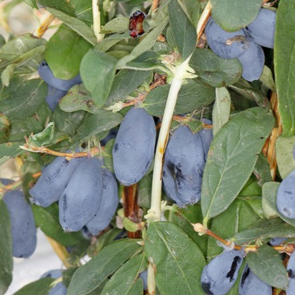 Lonicera caerulea ‘Boreal Blizzard’ – Pépinière Jasmin