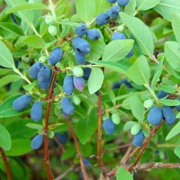 Lonicera caerulea ‘Yezberry Solo’ – Pépinière Jasmin
