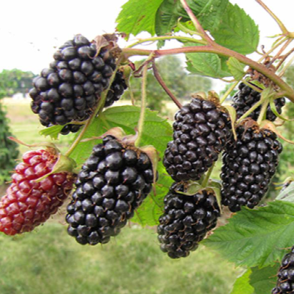 Lonicera caerulea ‘Yezberry Solo’ – Pépinière Jasmin