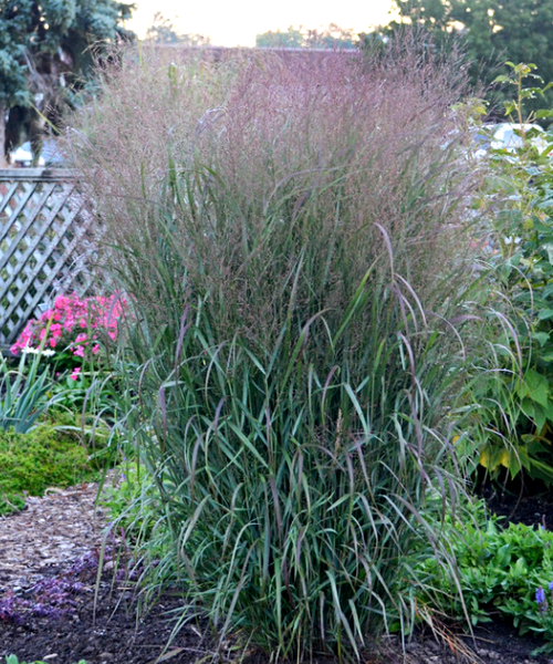 Panicum virgatum – Pépinière Jasmin
