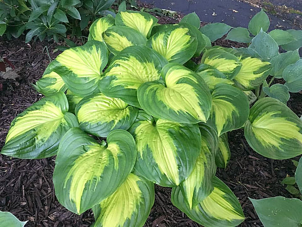 HOSTA HANS – Jardin Jasmin