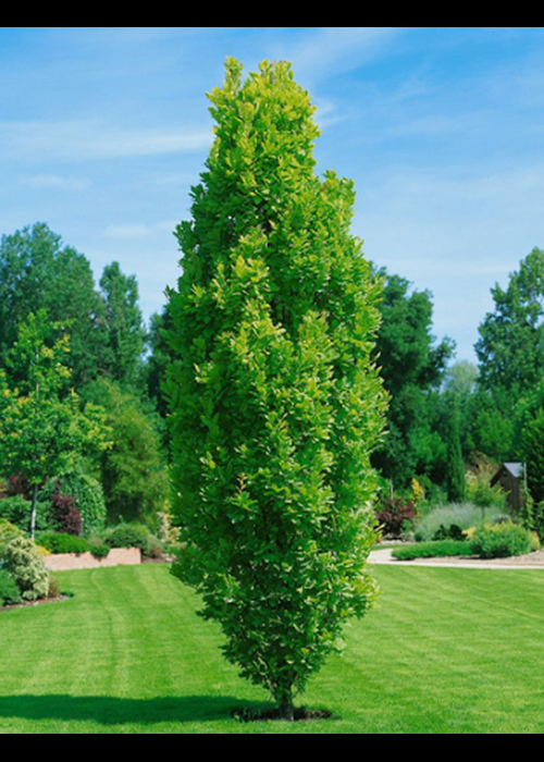 Quercus robur – Pépinière Jasmin