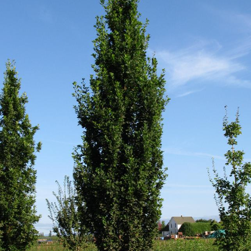 Quercus x warei – Pépinière Jasmin