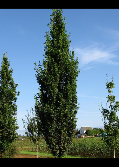 Quercus robur x alba – Pépinière Jasmin