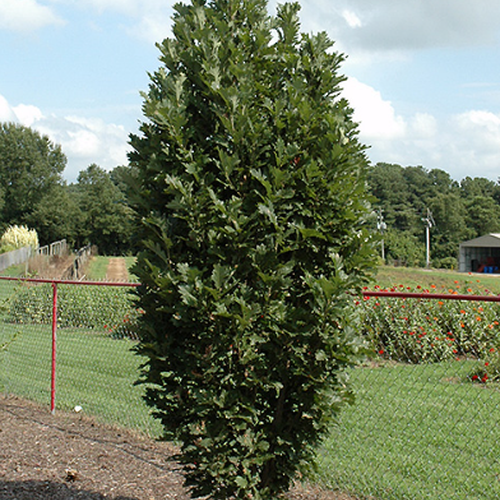 Quercus robur x alba – Pépinière Jasmin