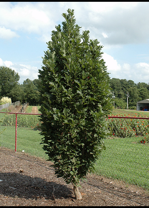 Quercus x warei – Pépinière Jasmin