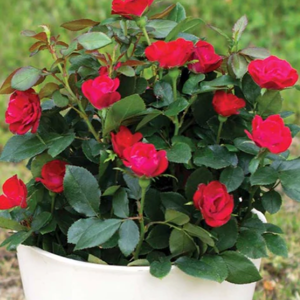 Rosa Petite Knock Out Rose ou ‘Meibenbino’ – Pépinière Jasmin