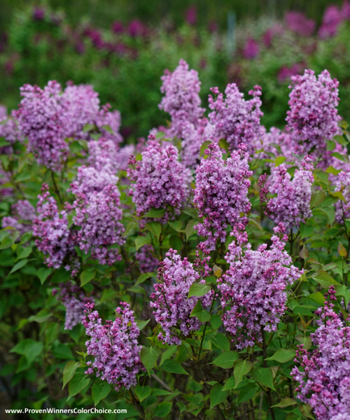 Syringa x hyacinthiflora – Pépinière Jasmin