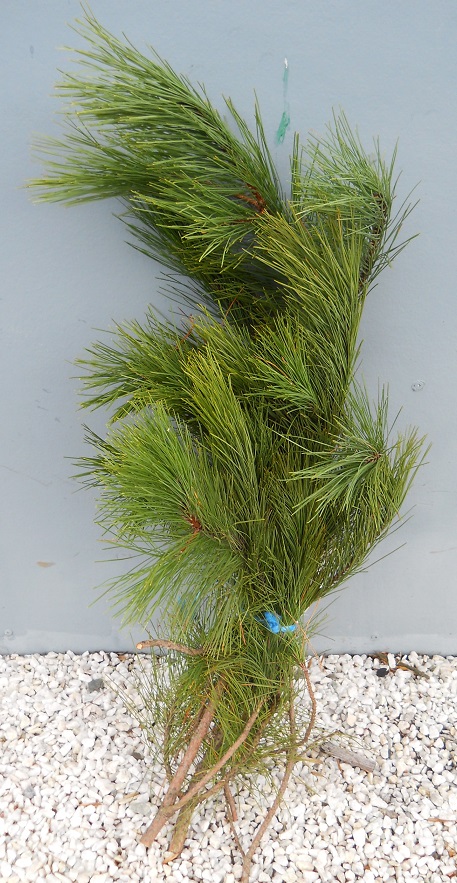 Red pine branches – Pépinière Jasmin