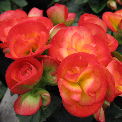 Tuberous begonia – Pépinière Jasmin