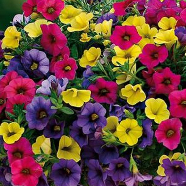 Calibrachoa ‘Million Bells’ – Pépinière Jasmin