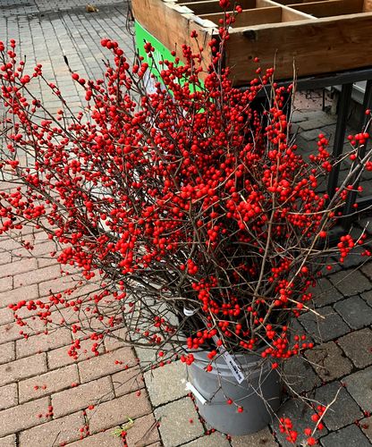 Ilex branches with fruits – Pépinière Jasmin