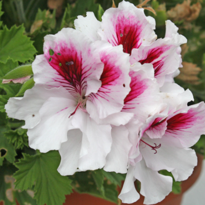 Geranium lierre – Pépinière Jasmin