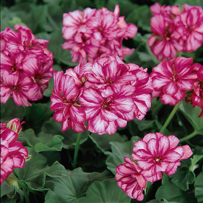 Pelargonium peltatum – Pépinière Jasmin